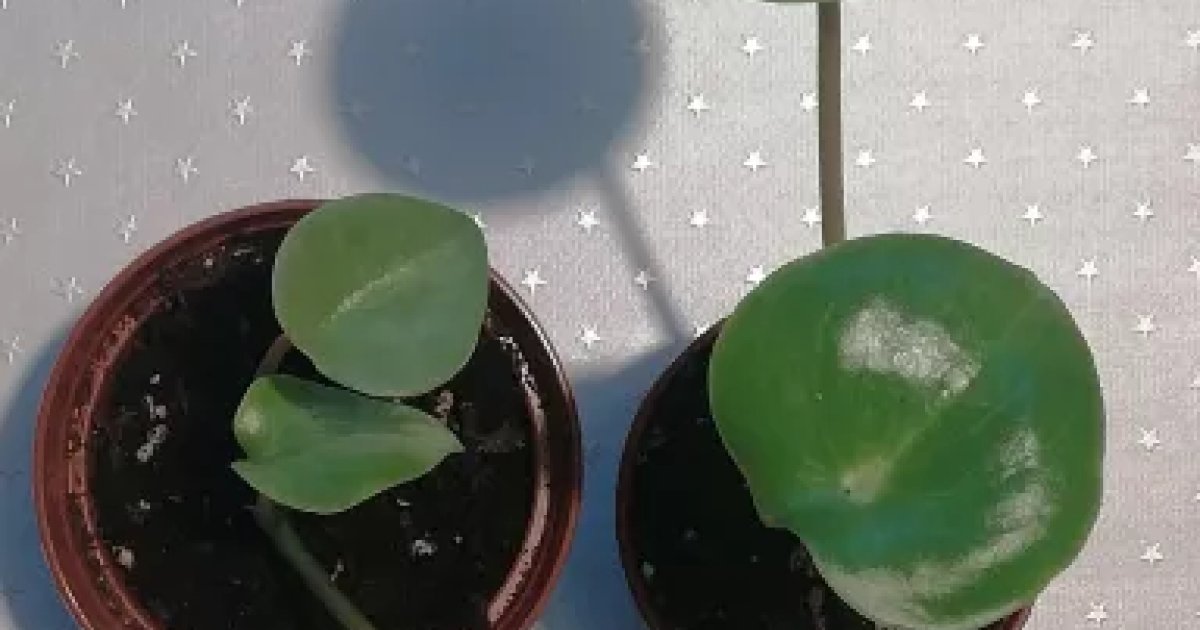 Peperomia Polybot Raindrop Pilea Aukce Rostlin