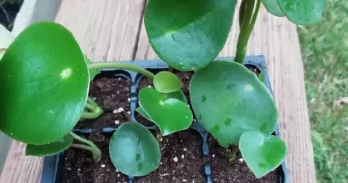 Peperomia Polybot Raindrop Pilea Baby Aukce Rostlin
