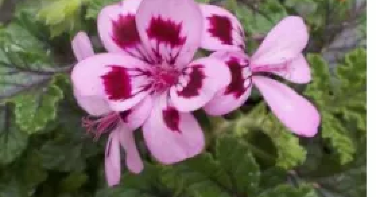 citronový muškát | Aukce rostlin