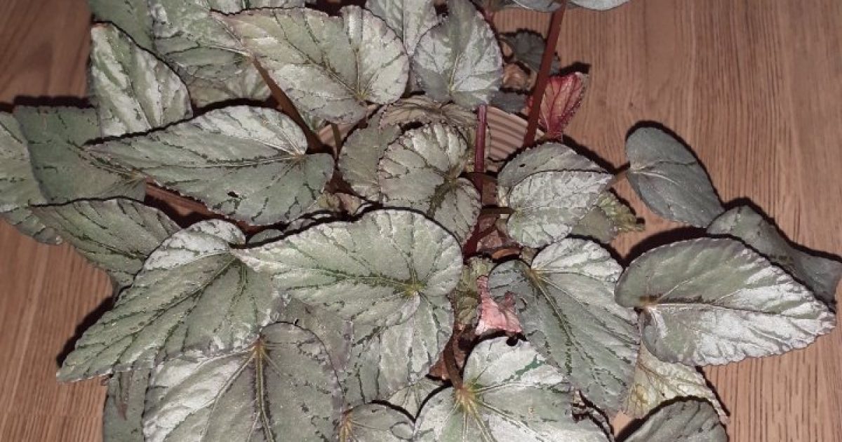 Begonia ´Silver limbo´ (celá rostlina) | Aukce rostlin