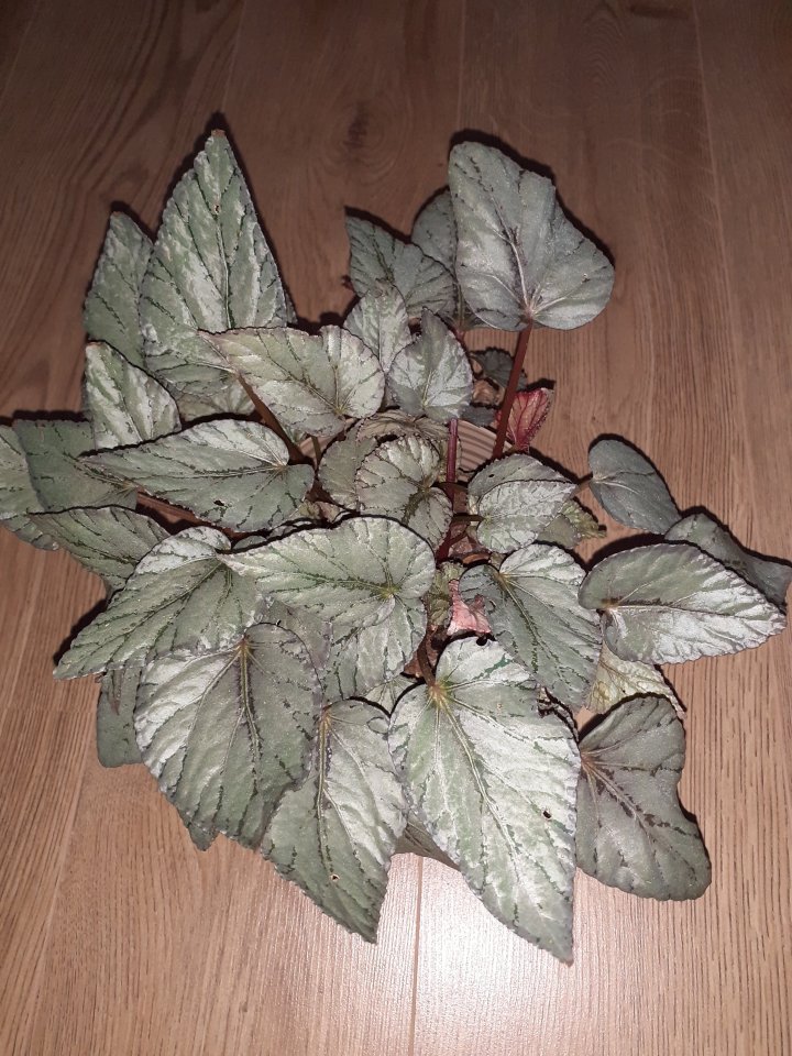 Begonia ´Silver limbo´ (celá rostlina) | Aukce rostlin