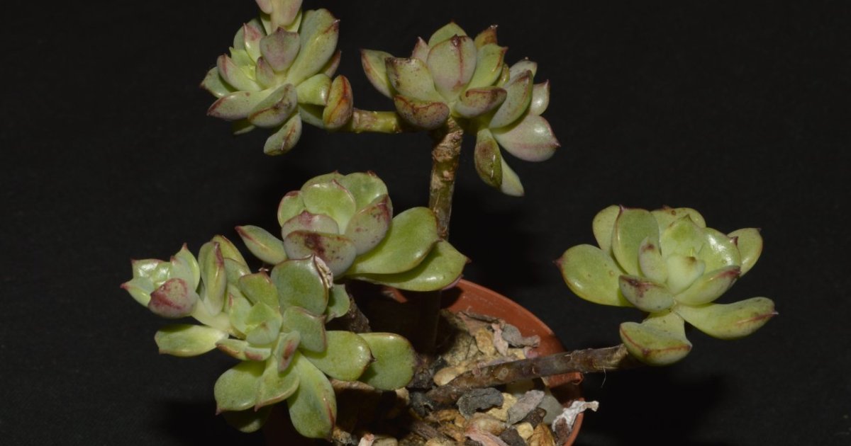 Echeveria multicaulis | Aukce rostlin