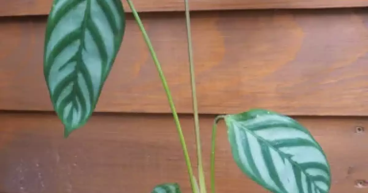 Calathea Ctenanthe setosa Compact star | Aukce rostlin