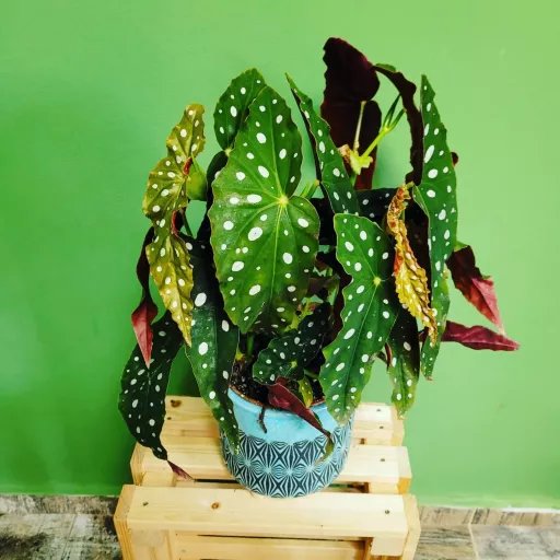 Begonia Maculata | Aukce rostlin
