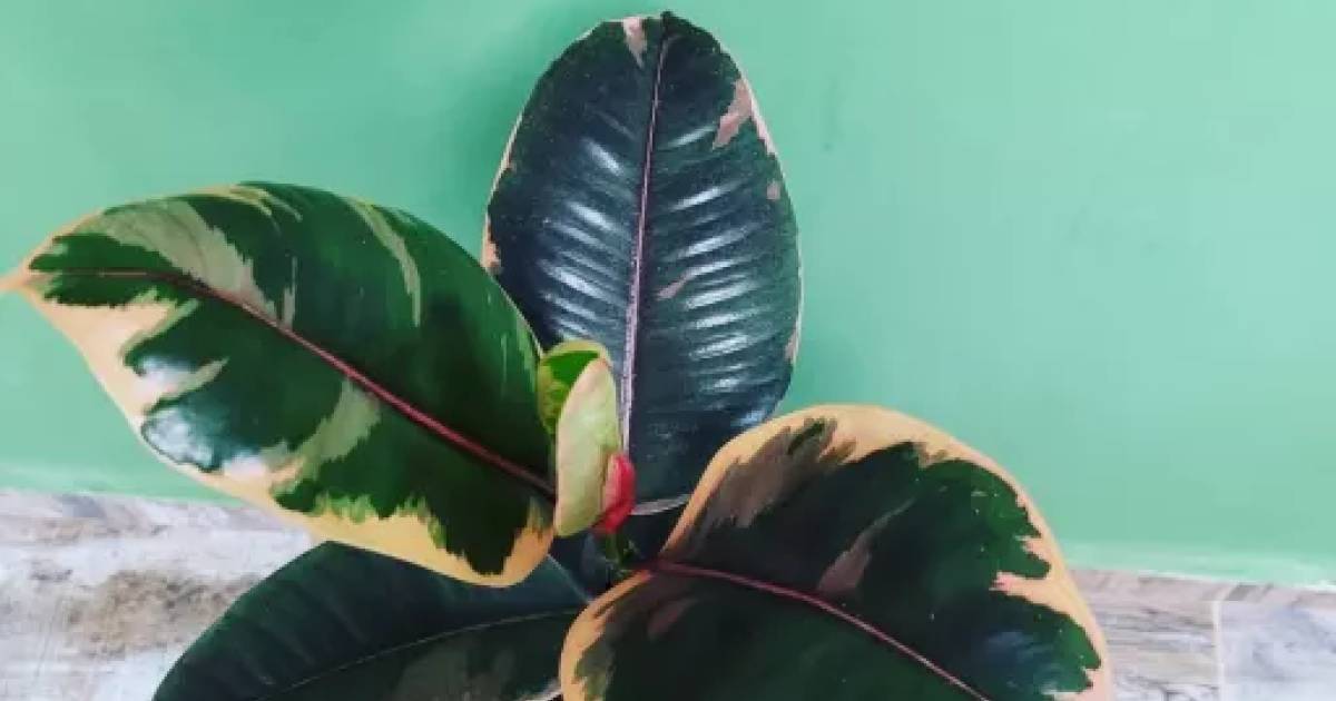 Ficus Belize | Aukce rostlin