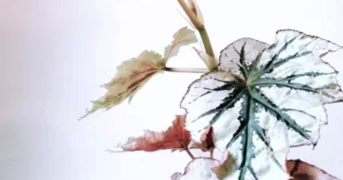 Begonia Looking Glass | Aukce rostlin