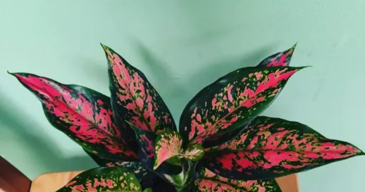 Aglaonema Spotted Star | Aukce rostlin
