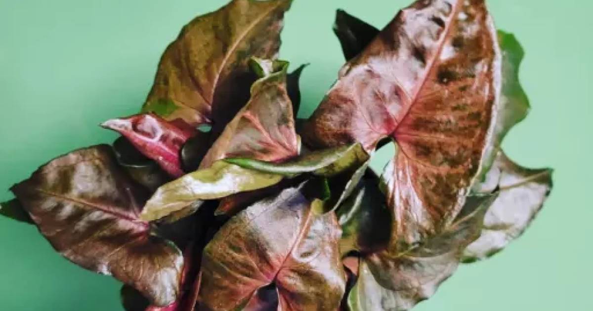 Syngonium Maria | Aukce rostlin