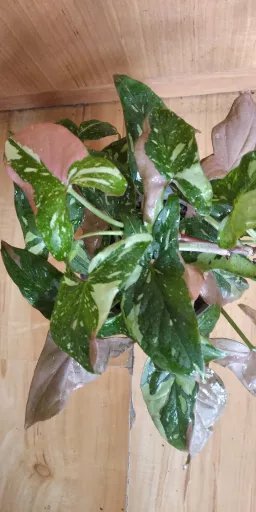 Syngonium red spot tricolor | Aukce rostlin