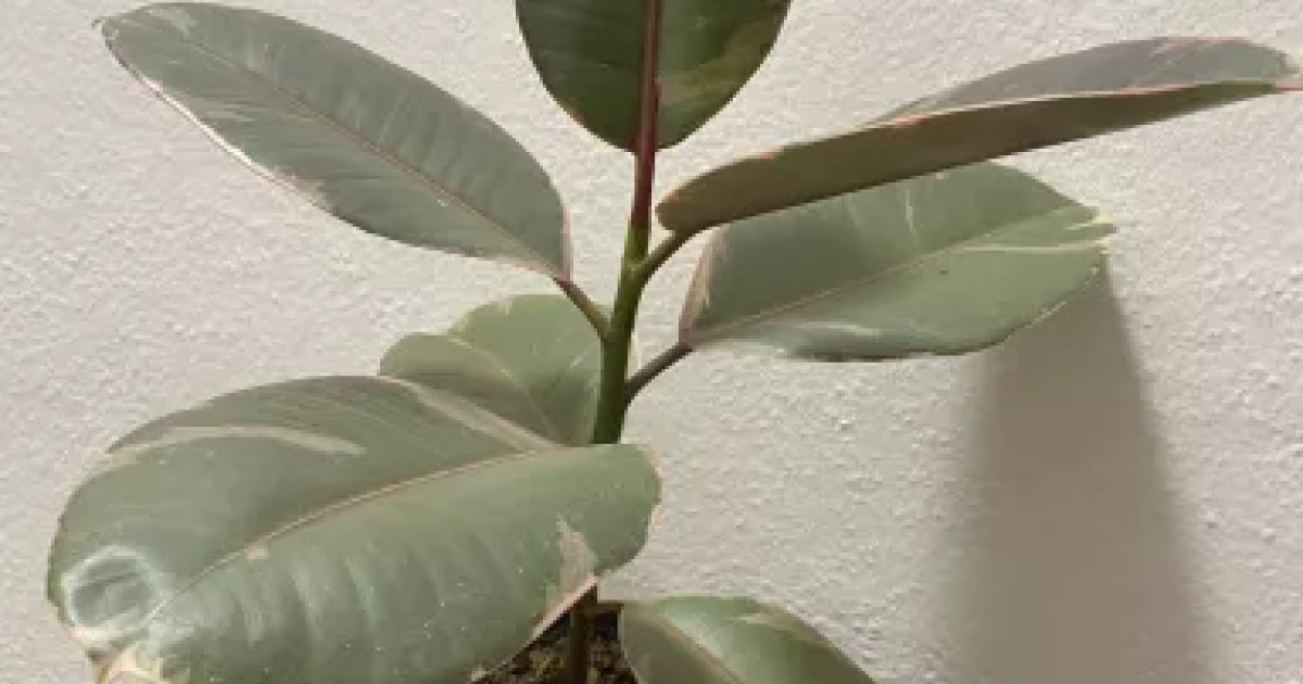 ficus Belize D2 | Aukce rostlin