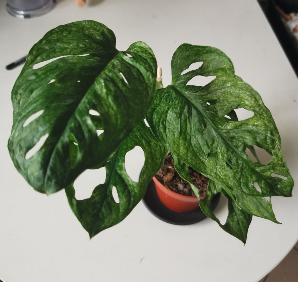 Monstera sp aff lechleriana mint - Řízek | Aukce rostlin