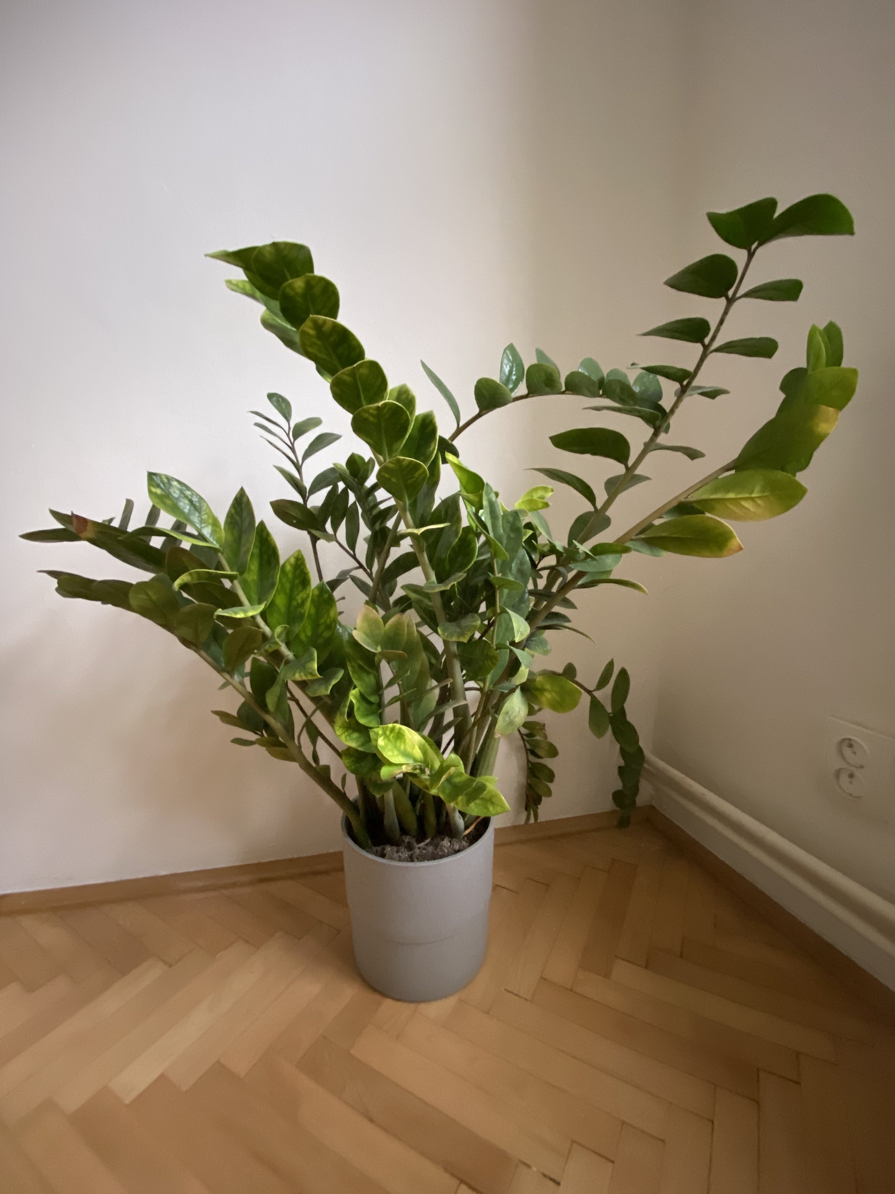 Zamiokulkas | Aukce rostlin