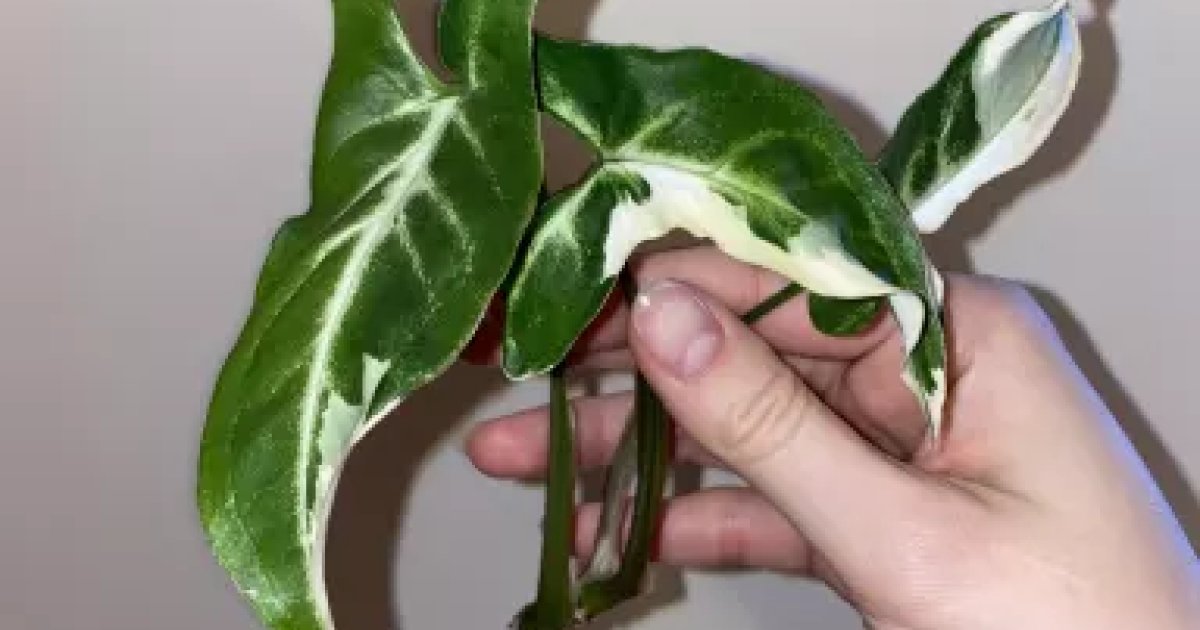 Syngonium T25 | Aukce rostlin