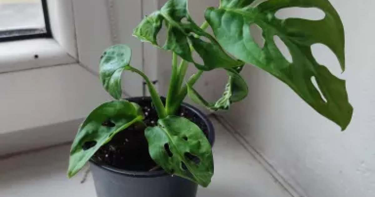 Malá Monstera Adansonii monkey leaf #5 | Aukce rostlin