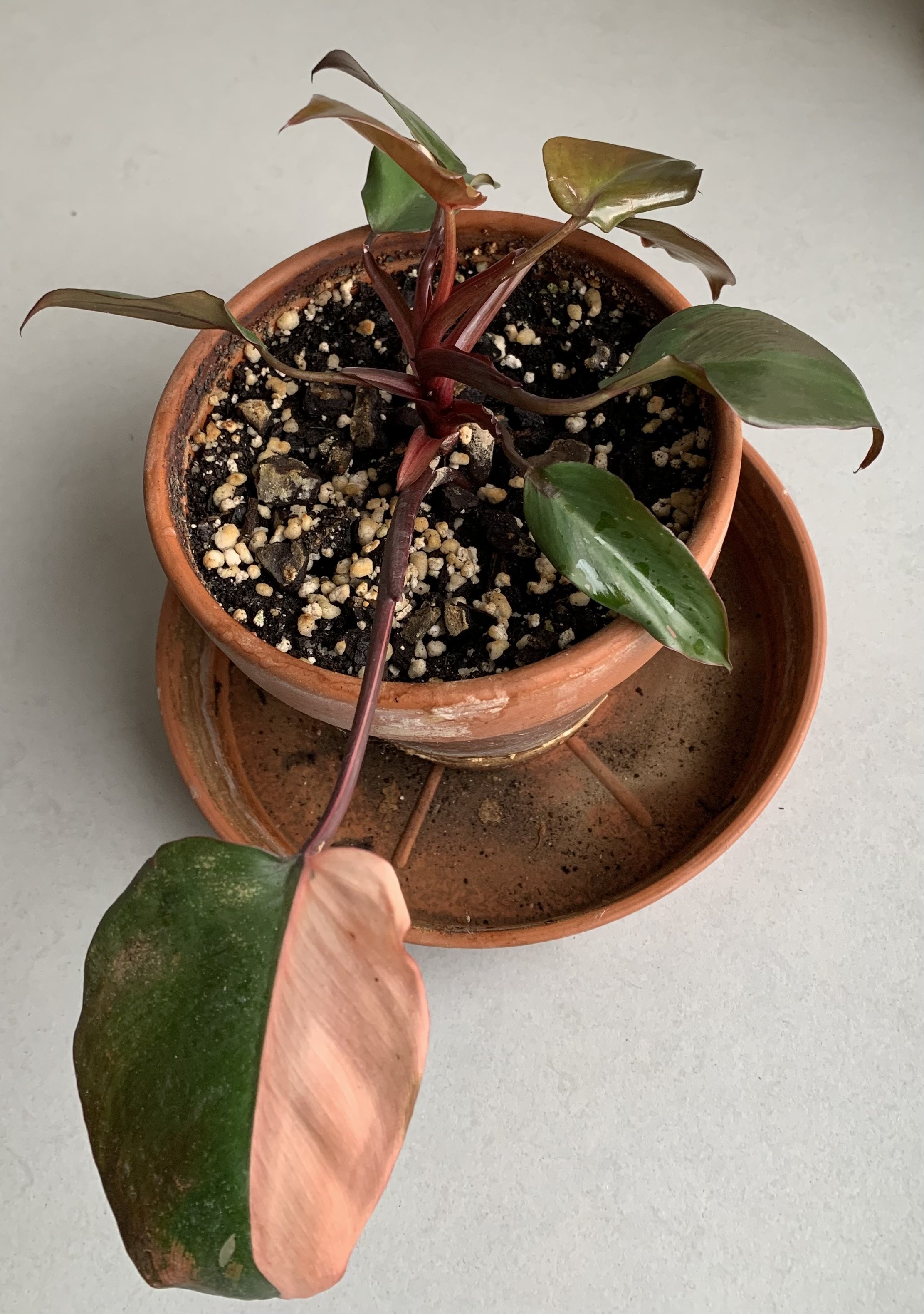 Philodendron Pink Princess Kopie | Aukce rostlin