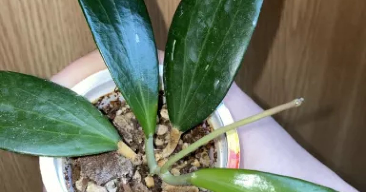 Hoya nicholsoniae | Aukce rostlin