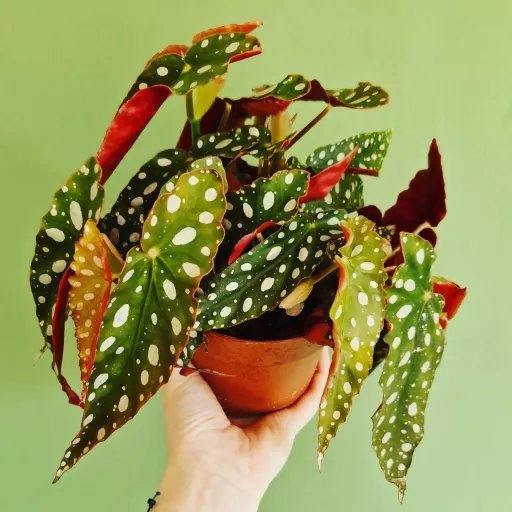 Begonia Maculata | Aukce rostlin