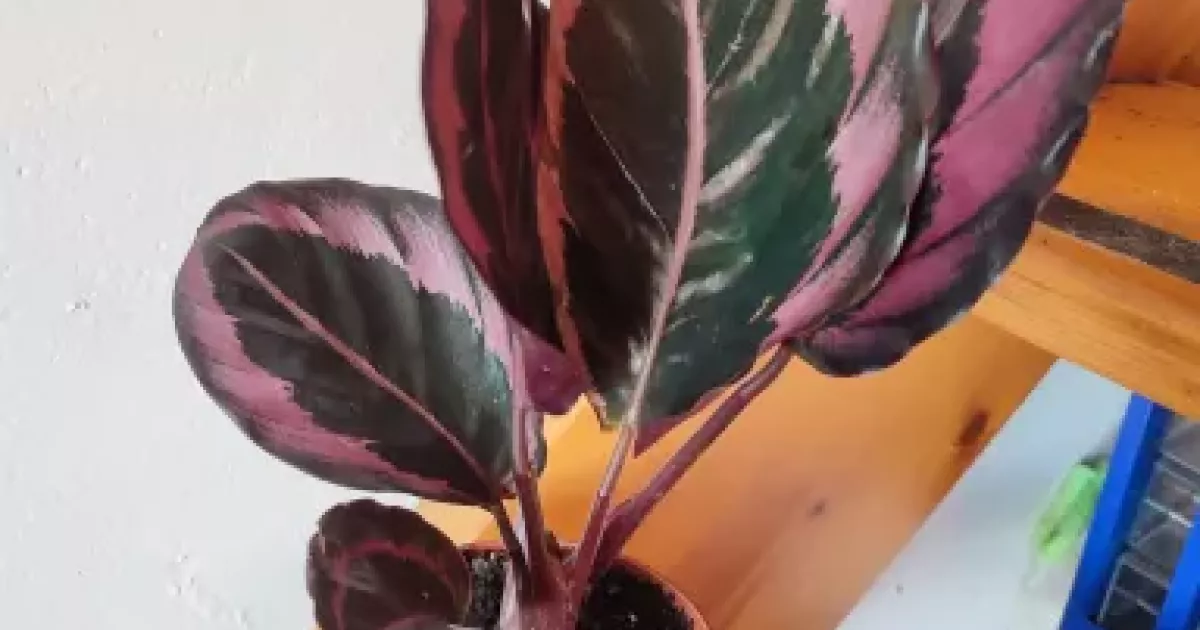 Calathea rosea Little Princess Surprise star | Aukce rostlin