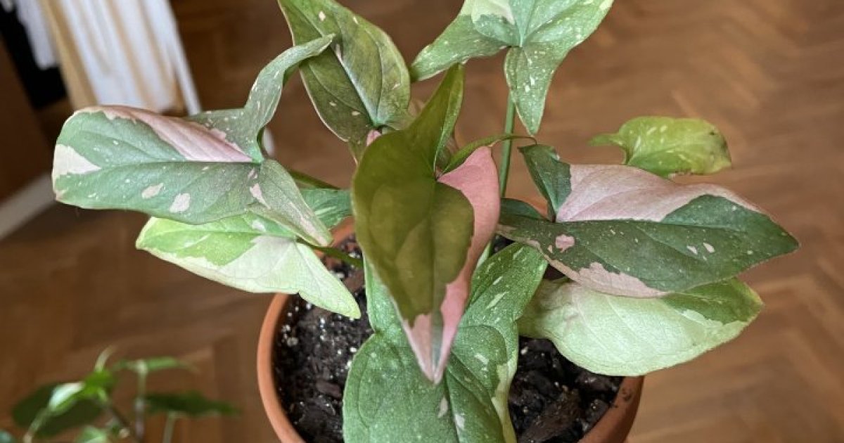 Syngonium Red Spot/Pink Splash | Aukce rostlin