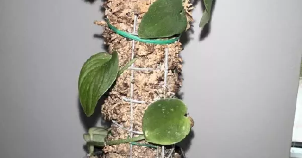 Scindapsus pictus Haask | Aukce rostlin