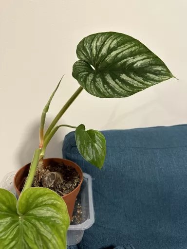 Philodendron peltatum | Aukce rostlin