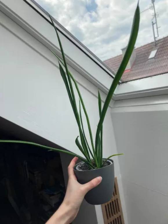 Tchýnin jazyk rostlina | Aukce rostlin