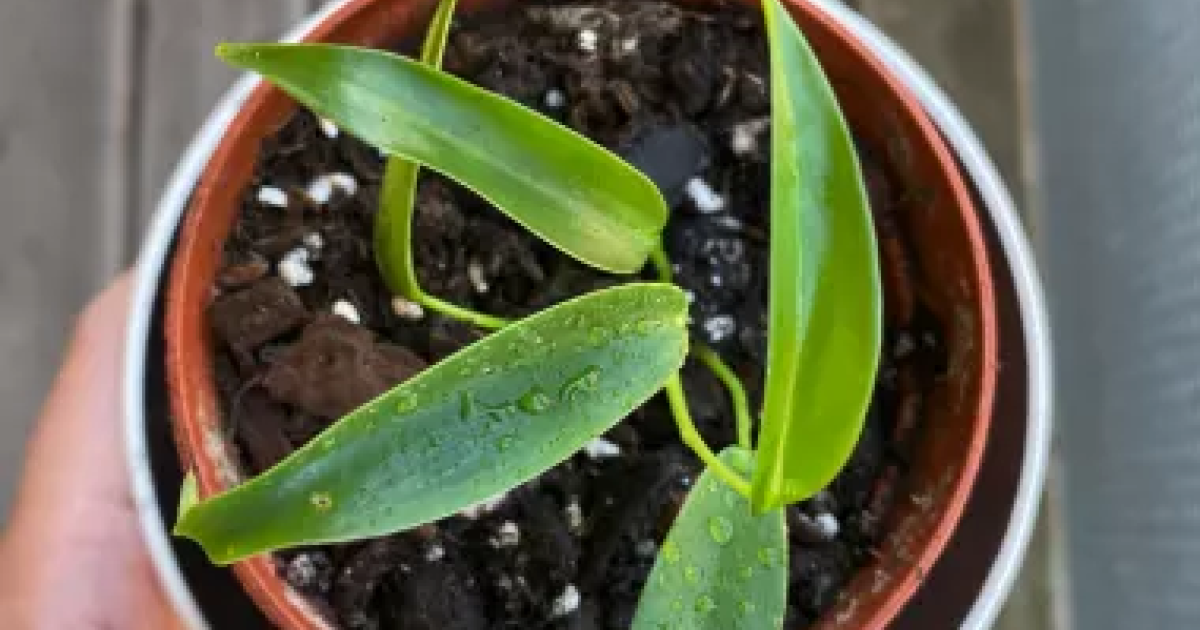 Philodendron 69686 | Aukce rostlin