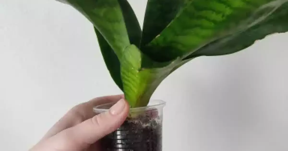 Tchynin jazyk 1 | Aukce rostlin