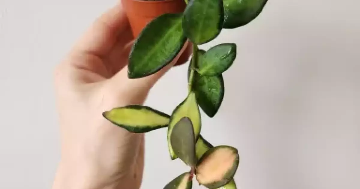 Hoya Burtoniae Variegata (DS 70) | Aukce rostlin