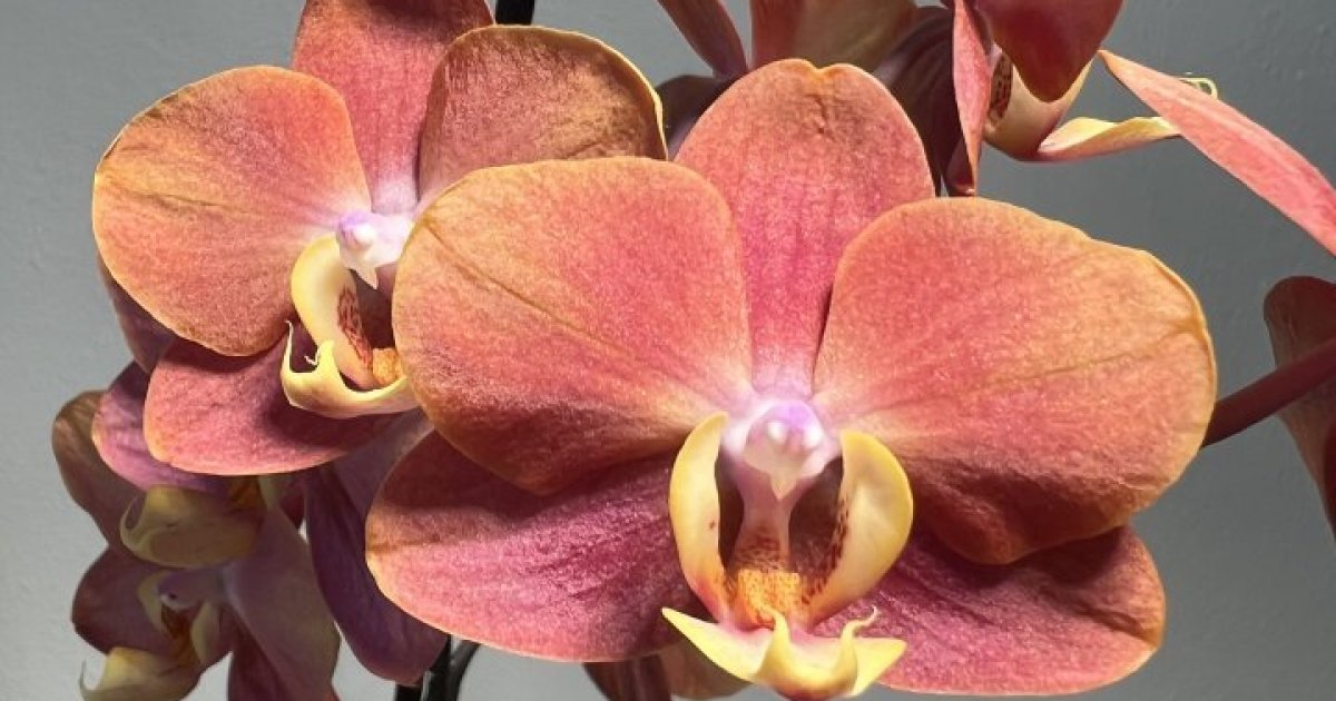 Phalaenopsis 'Horizon' | Aukce rostlin