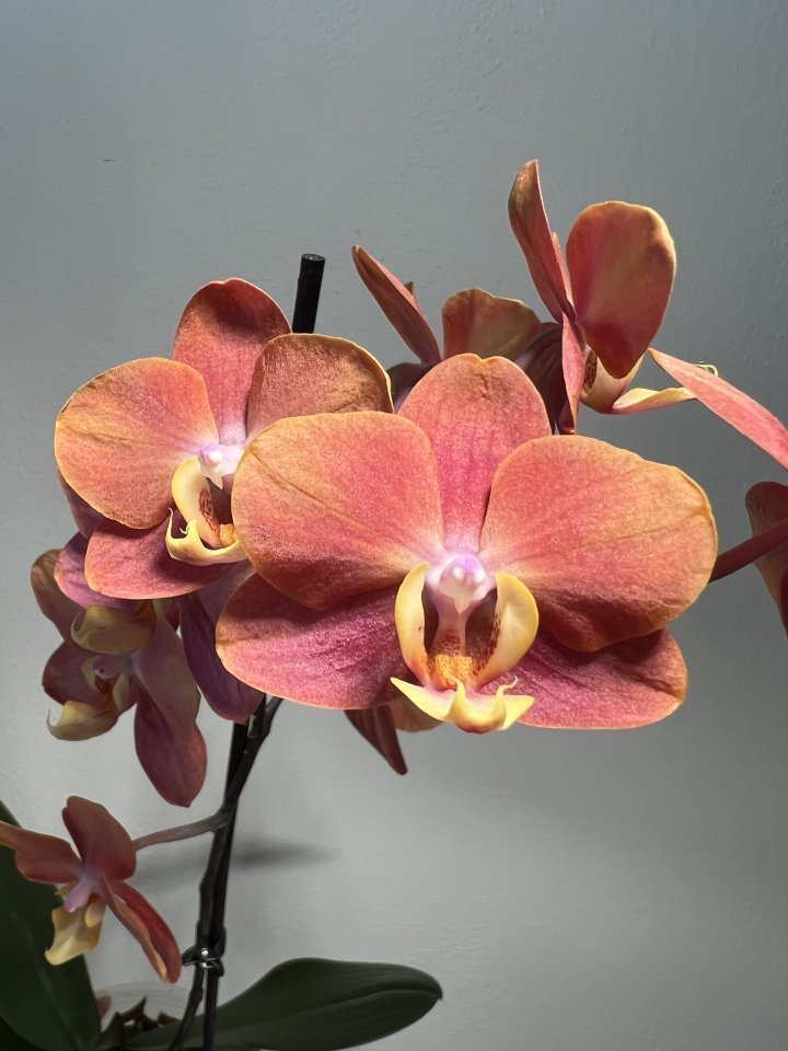 Phalaenopsis 'Horizon' | Aukce rostlin