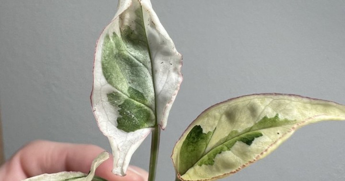 Syngonium Podophyllum T25 | Aukce rostlin
