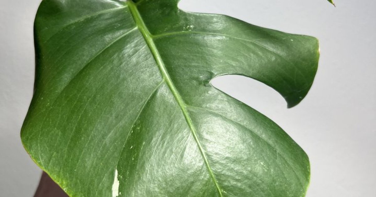 Monstera deliciosa 'Albo' (small form) | Aukce rostlin
