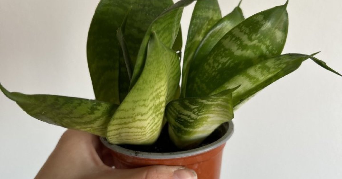 Tchýnin jazyk | Aukce rostlin