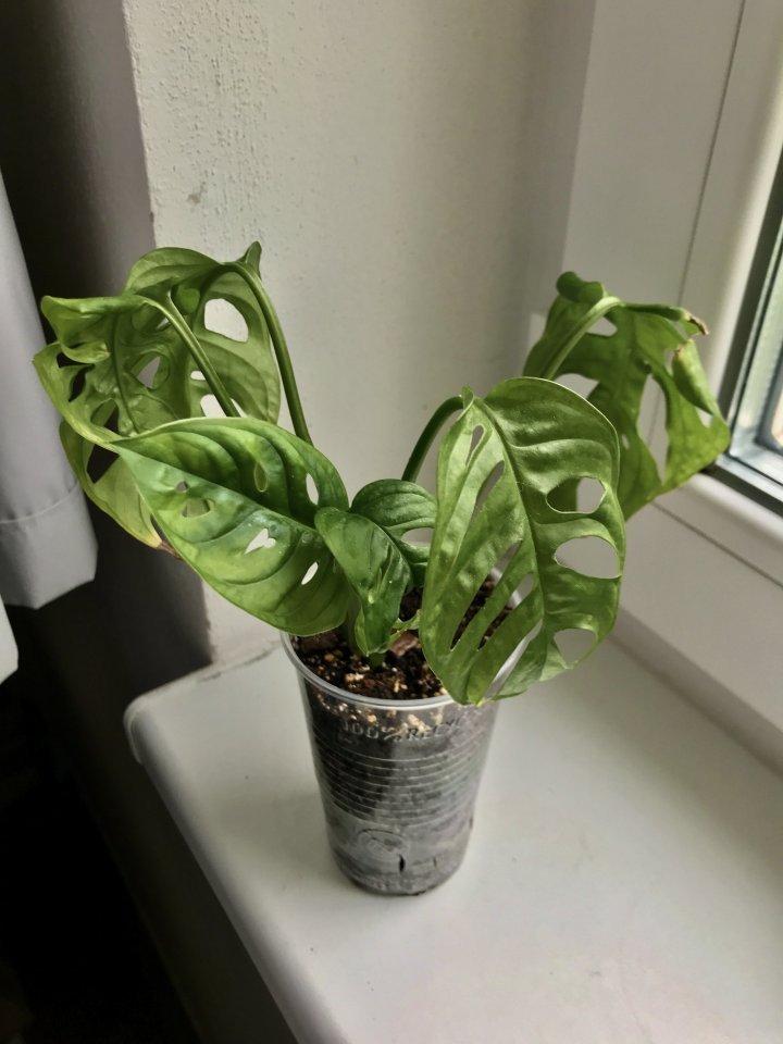 Monstera Adansonii | Aukce rostlin