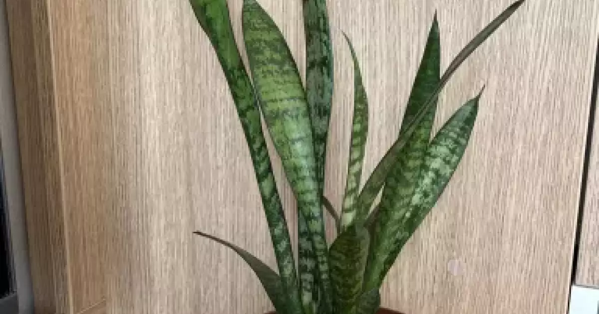 Tchýnin jazyk | Aukce rostlin