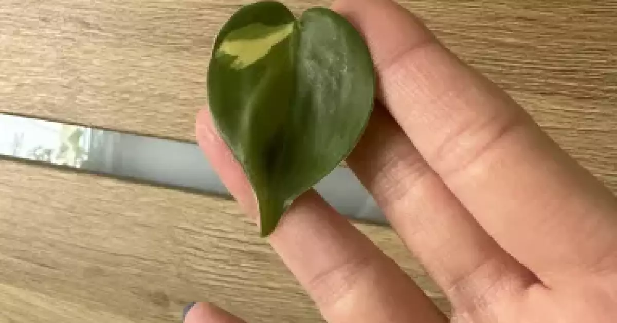 Philodendron brasil carnival | Aukce rostlin