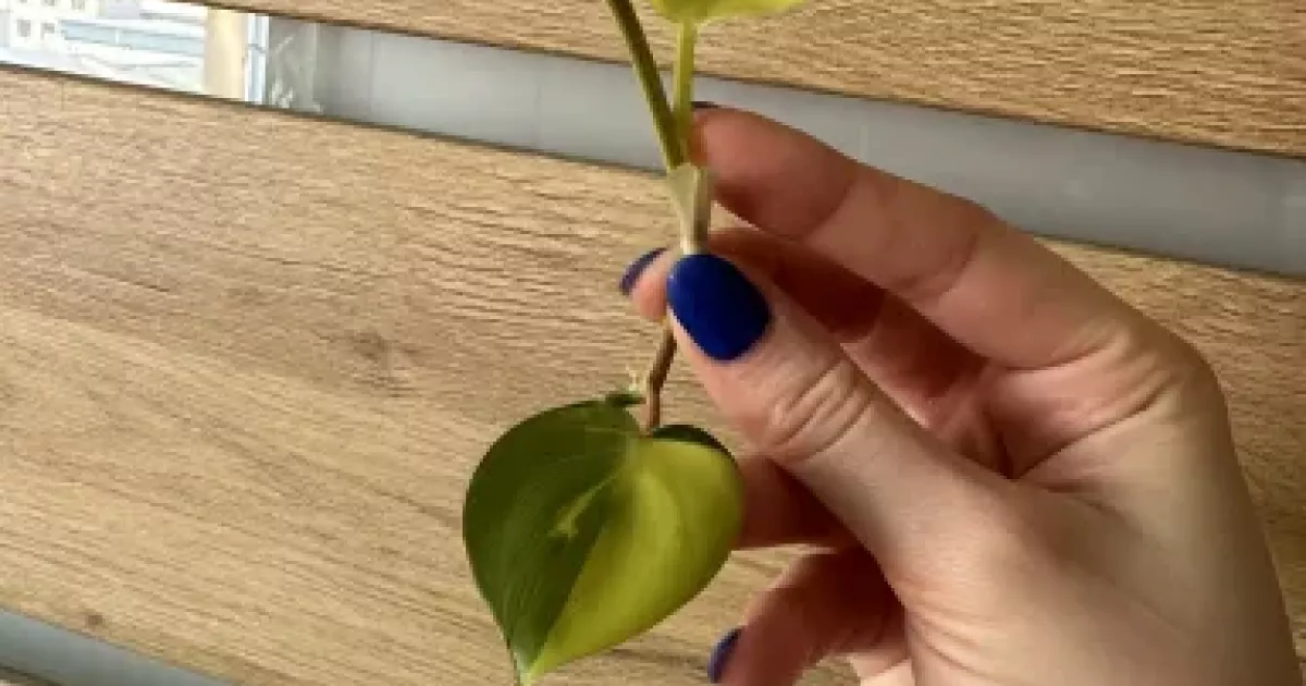 Philodendron brasil carnival | Aukce rostlin