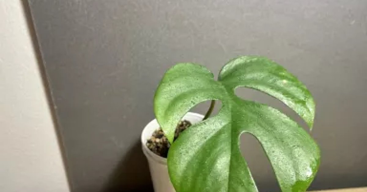 Monstera Minima | Aukce rostlin