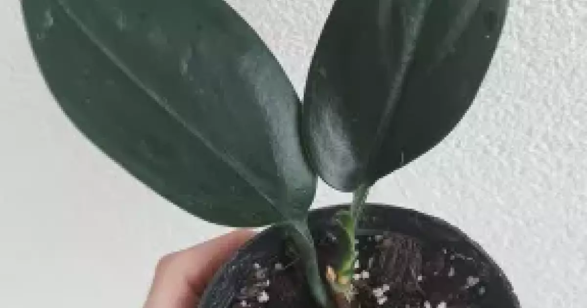 Scindapsus Dark form | Aukce rostlin