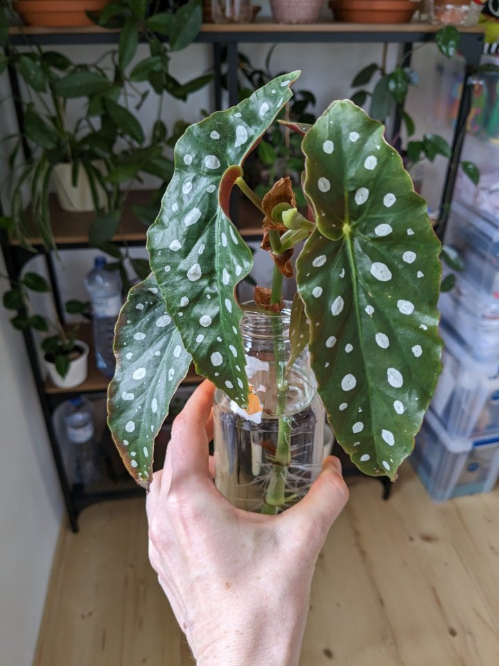 Begonia maculata | Aukce rostlin