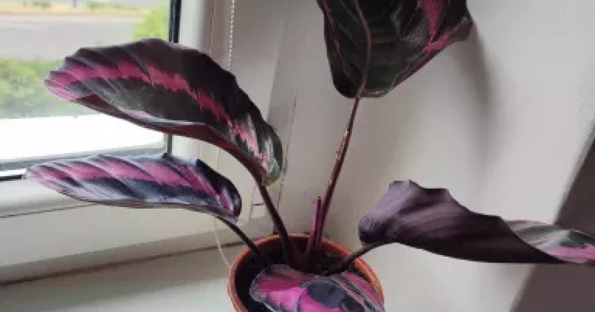 Calathea rosea Little Princess Surprise star #2 | Aukce rostlin