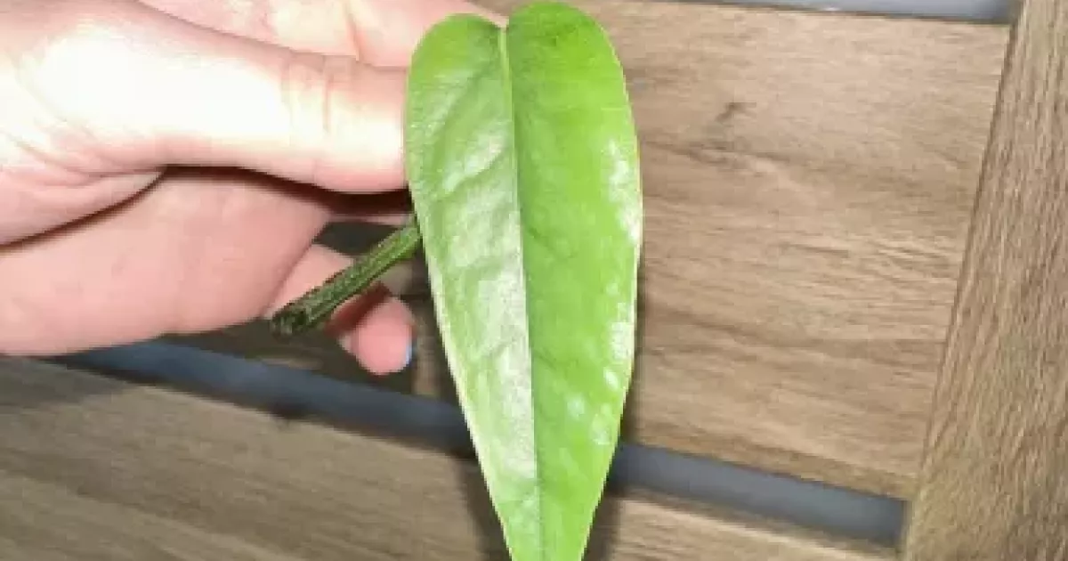 Epipremnum pinnatum cebu blue variegata | Aukce rostlin
