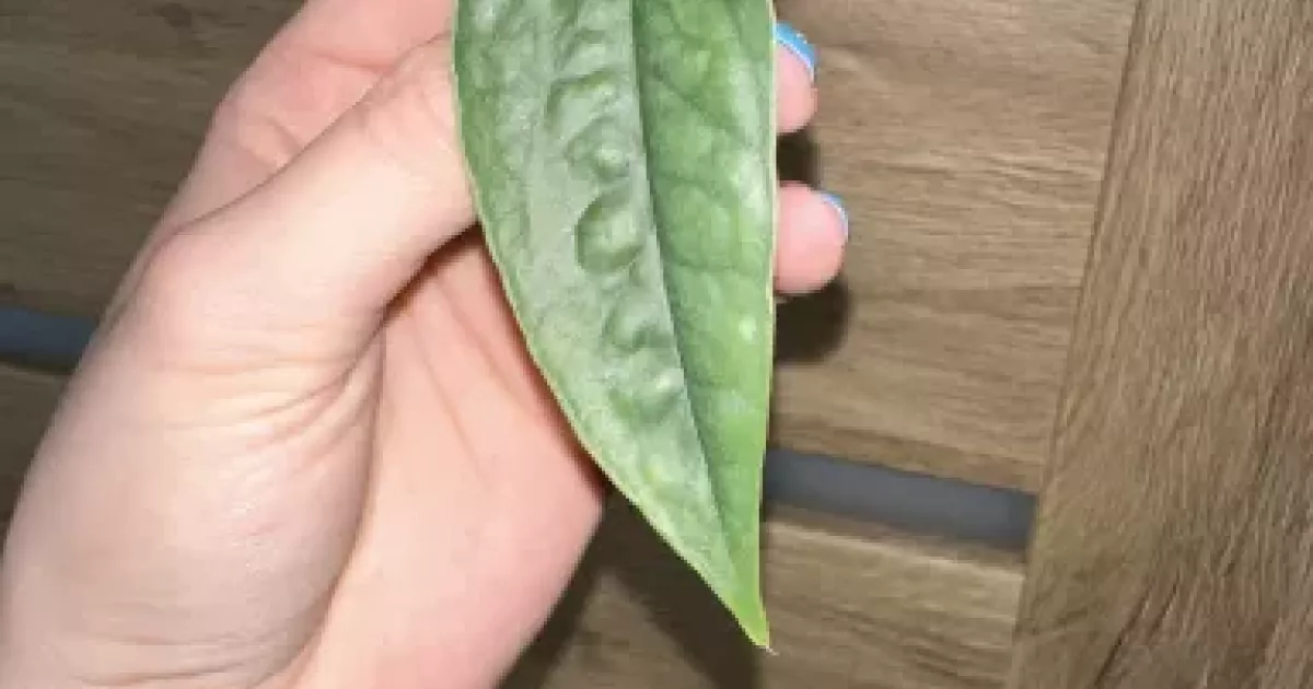 Epipremnum pinnatum cebu blue variegata | Aukce rostlin