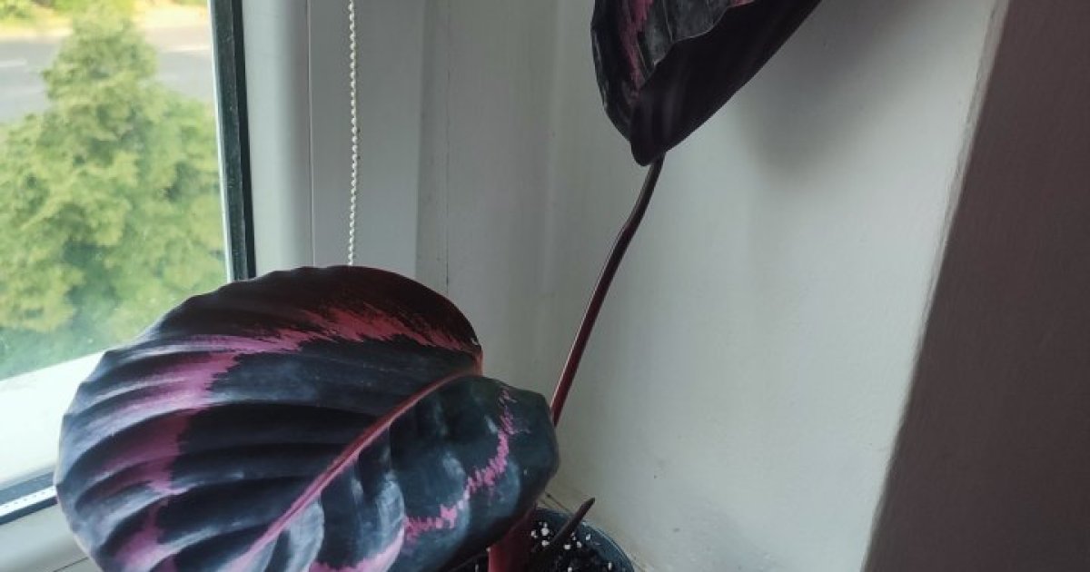 Calathea Little Princess Surprise Star | Aukce rostlin