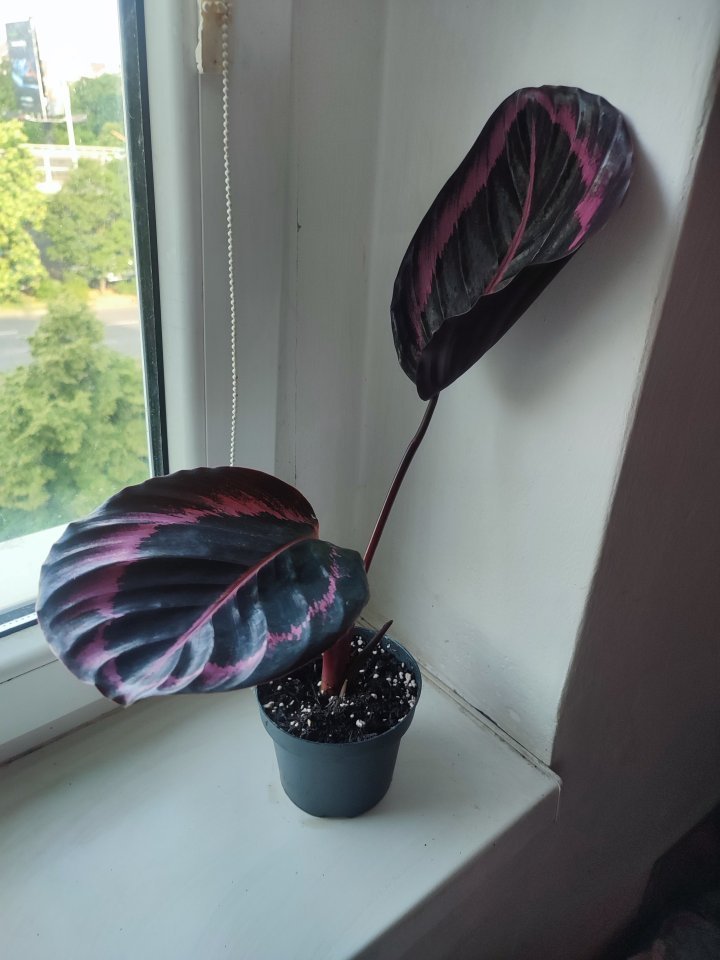 Calathea Little Princess Surprise Star | Aukce rostlin