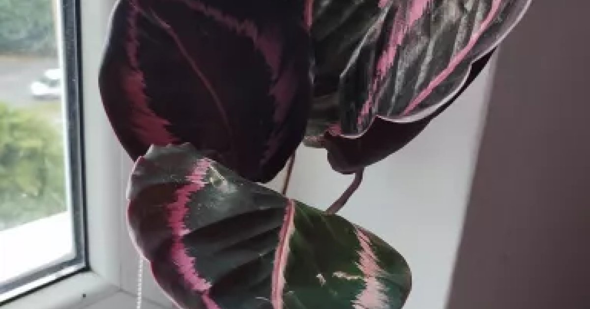 Calathea rosea Little Princess Surprise star #4 | Aukce rostlin