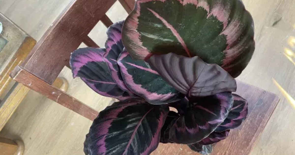 Calathea Surprise Star Little Princess | Aukce rostlin