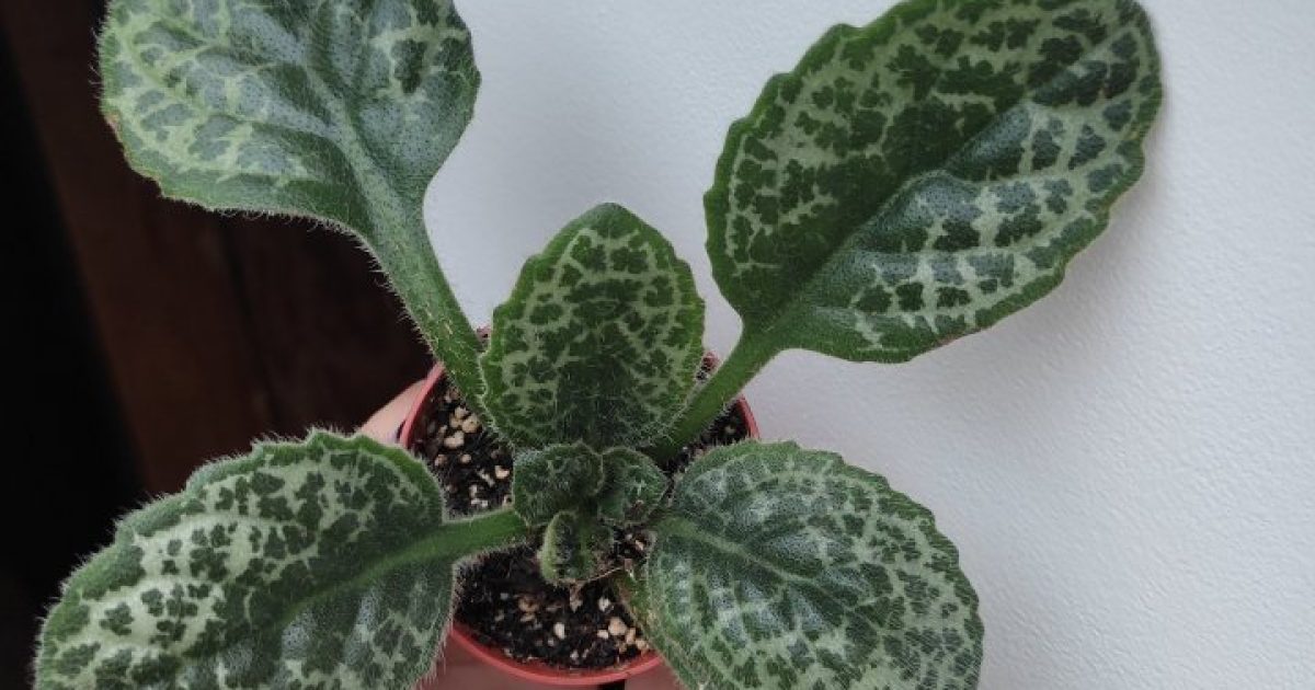 Streptocarpus "Pretty Turtle" | Aukce rostlin