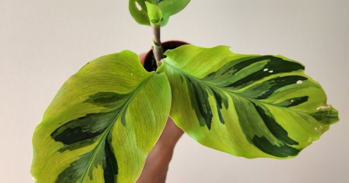 Calathea Yellow Fusion | Aukce rostlin